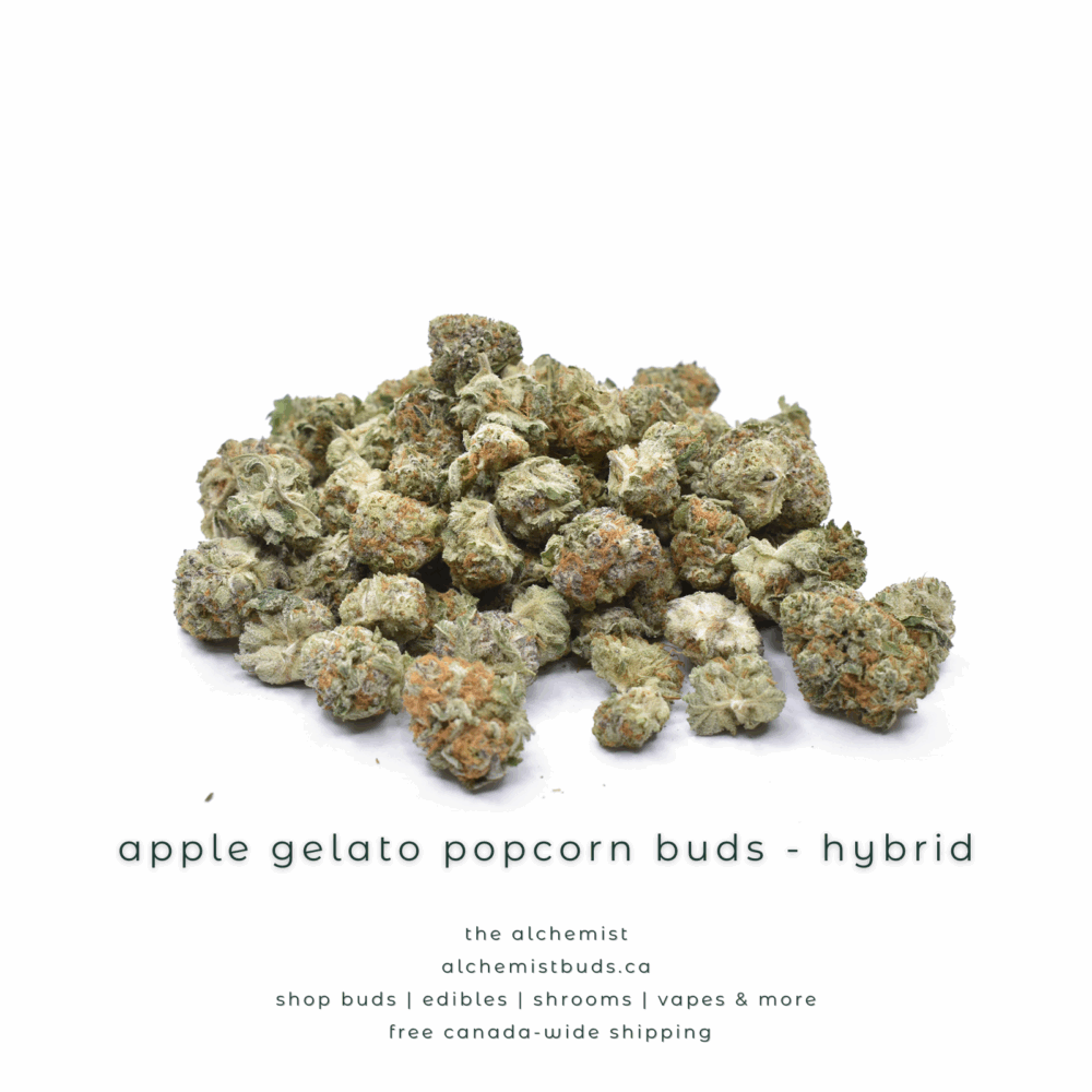 AAAA POPCORN BUDS | APPLE GELATO – HYBRID – The Alchemist
