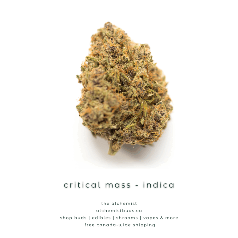 AAAA | CRITICAL MASS – INDICA – The Alchemist