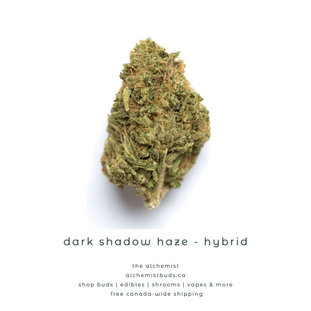 AAAA | DARK SHADOW HAZE – HYBRID – The Alchemist